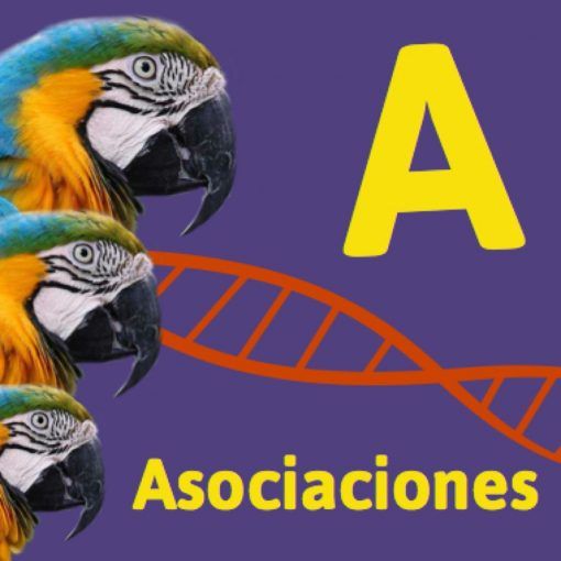 ASOCIACIONES - EXON ESP